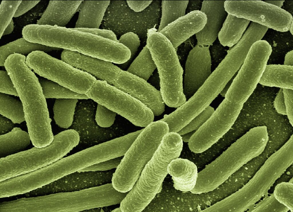 Characteristics of Escherichia coli - ScienceNote.info